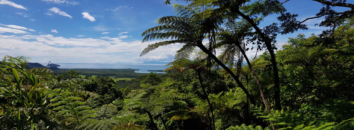 Self-Guided Rainforest Walks and Lookouts in the Daintree Rainforest ...
