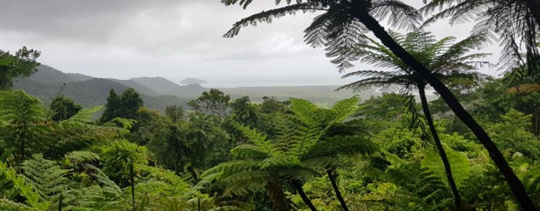 10 Amazing Daintree Rainforest Facts - Heritage Lodge