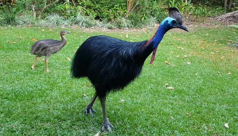 Interesting facts about Cassowaries - Heritage Lodge